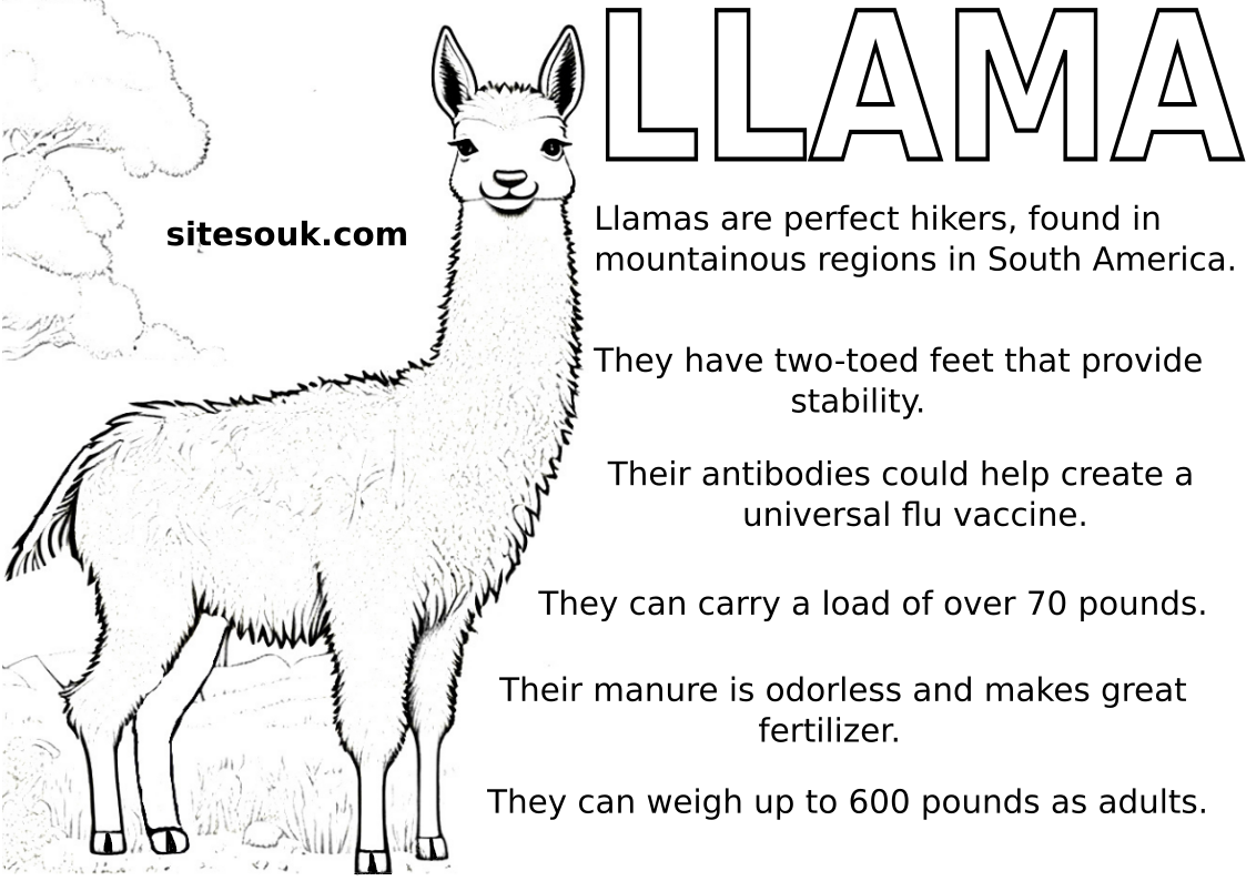 K 5 Home school worksheet science 5 facts about animals