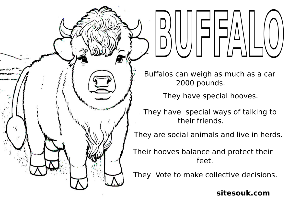 K 5 Home school worksheet science 5 facts about animals