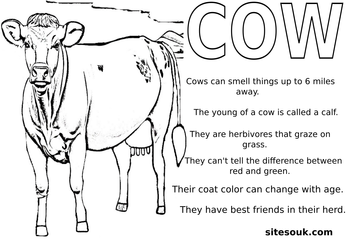 K 5 Home school worksheet science 5 facts about animals