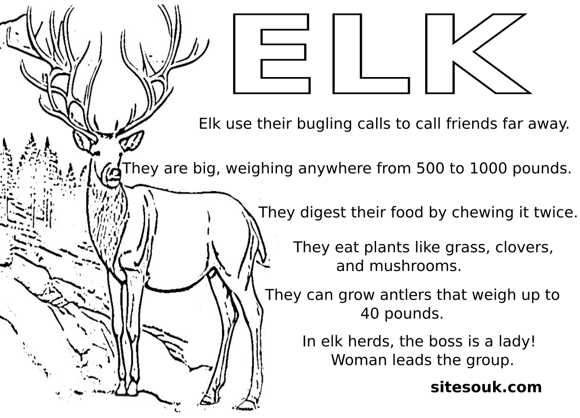 K 5 Home school worksheet science 5 facts about animals