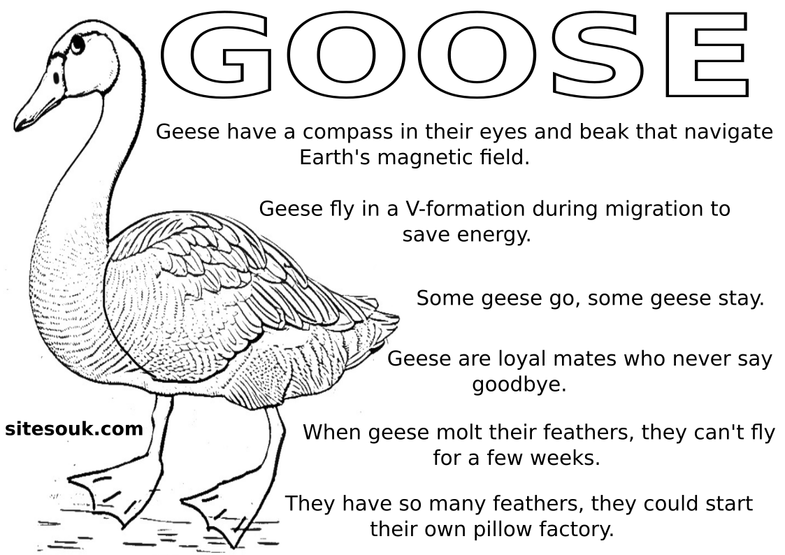 K 5 Home school worksheet science 5 facts about animals