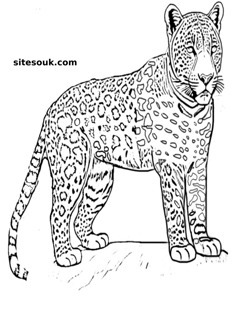 K5 Homeschool worksheet coloring worksheet drawing worksheet